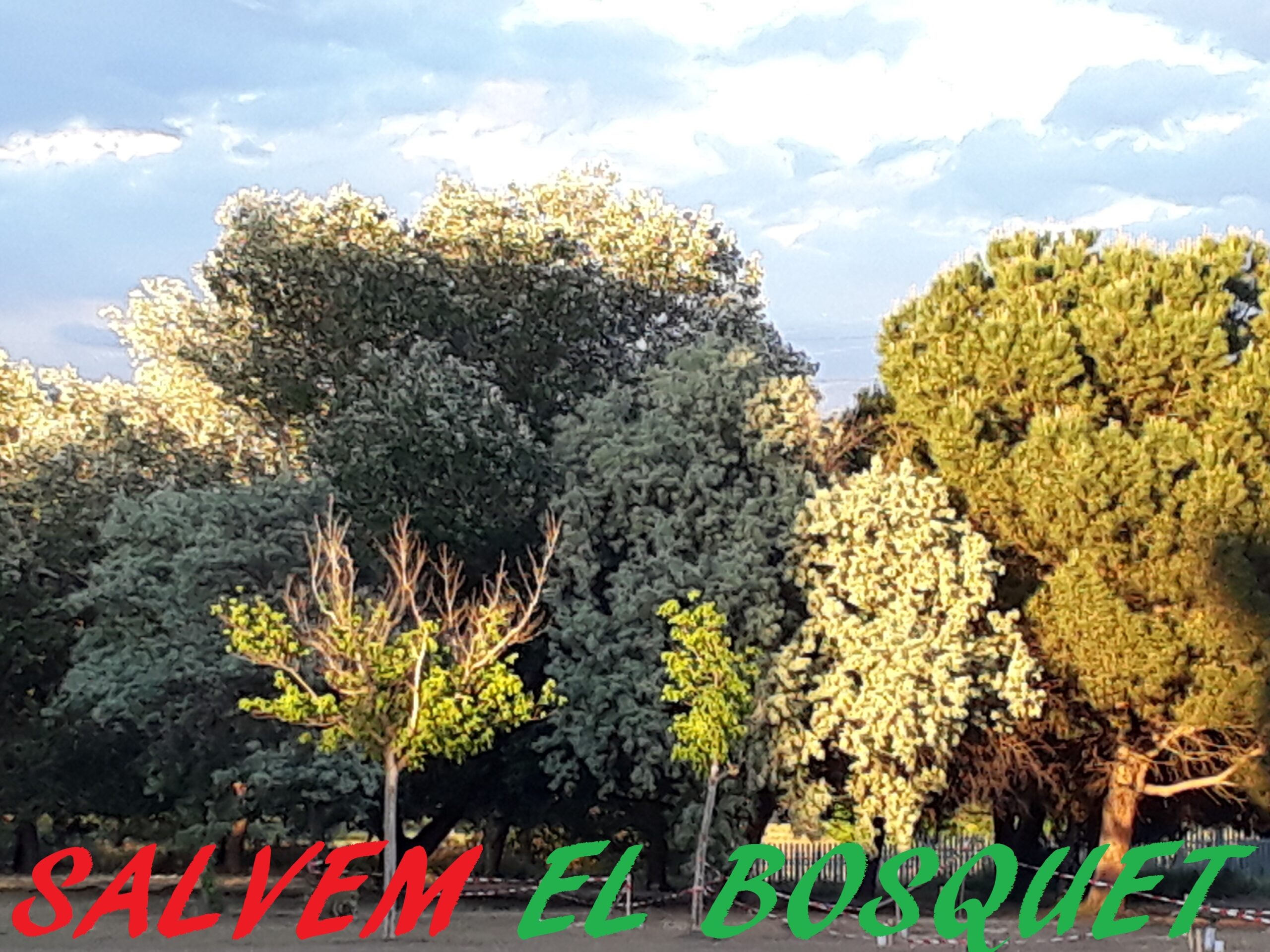 Benvinguts a la pàgina web del Bosquet - Bosquet de Palauet a la ...